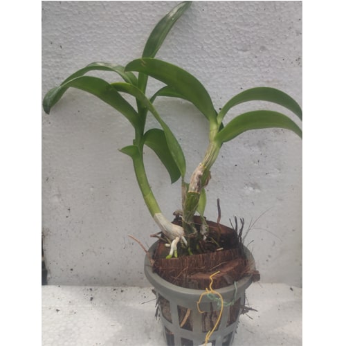 Dendrobium Caesar Green Orchid Online Purchase