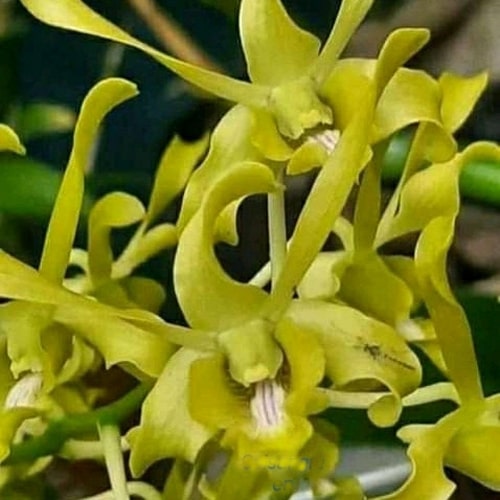 Dendrobium Caesar Green Orchid Online Purchase