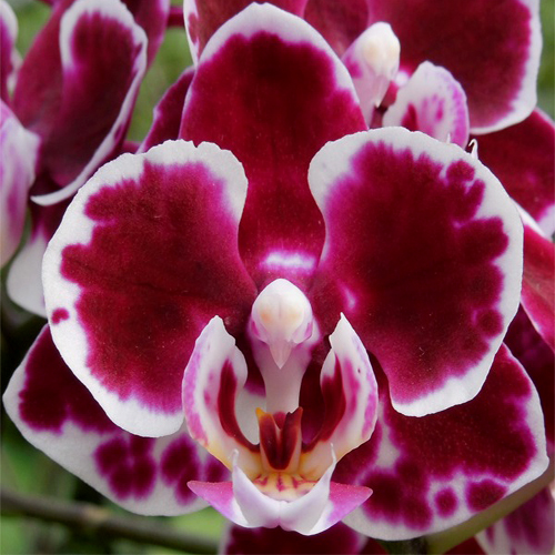 Phalaenopsis Formosa Cranberry BW Queen Online Orchid Purchase