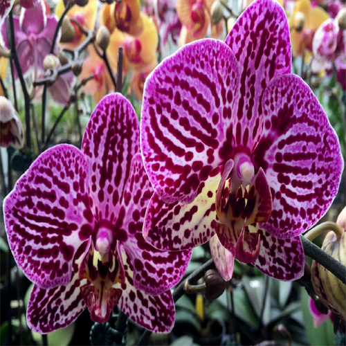 Phalaenopsis Magic Pearl X Ox Happy Girl Orchid Online Purchase