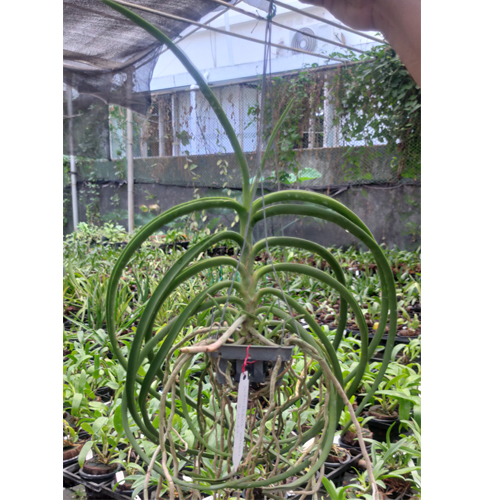Seidenfadenia mitrata x Vanda lamellata Orchid Online Purchase