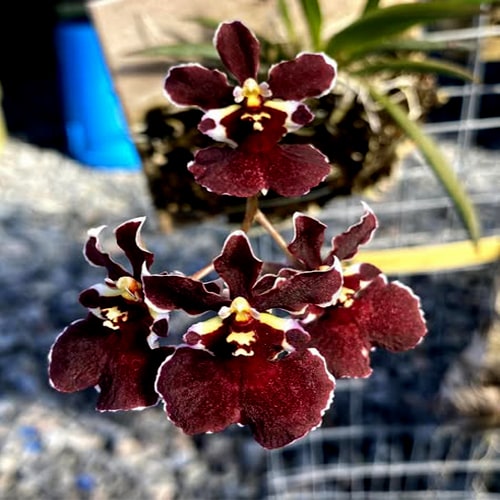 Tolumnia Black Bull x Jairak Firm Red Devii Orchid Online Purchase