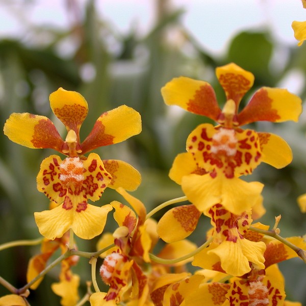 Orchid Plant Online Purchase in India | Buy Orchid Online