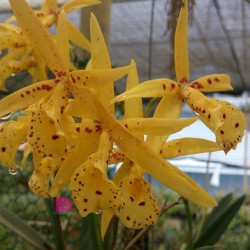 Orchid Plant Online Purchase in India | Buy Orchid Online